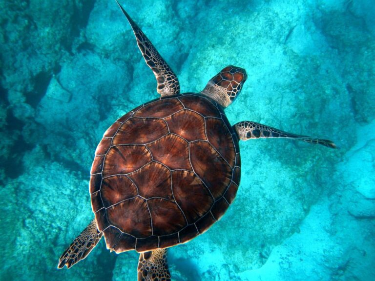 Ultimate 5 Day Florida Keys Adventure Itinerary - The Lovers Passport