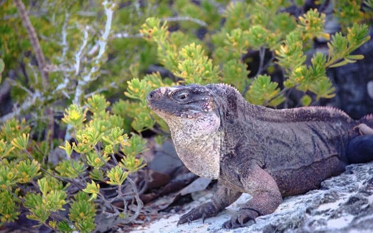 Everything You Must Know Before Visiting Pig Beach