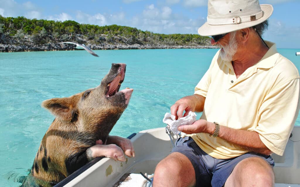 Everything You Must Know Before Visiting Pig Beach