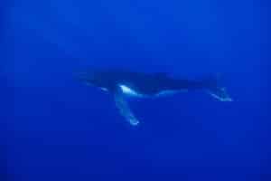 Ultimate Travel Guide to Moorea: French Polynesia's Most Underrated Island