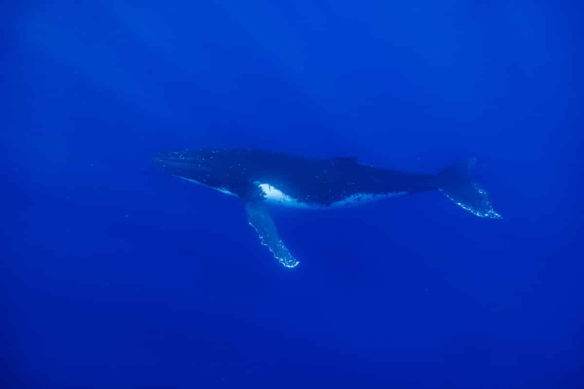 Ultimate Travel Guide to Moorea: French Polynesia's Most Underrated Island