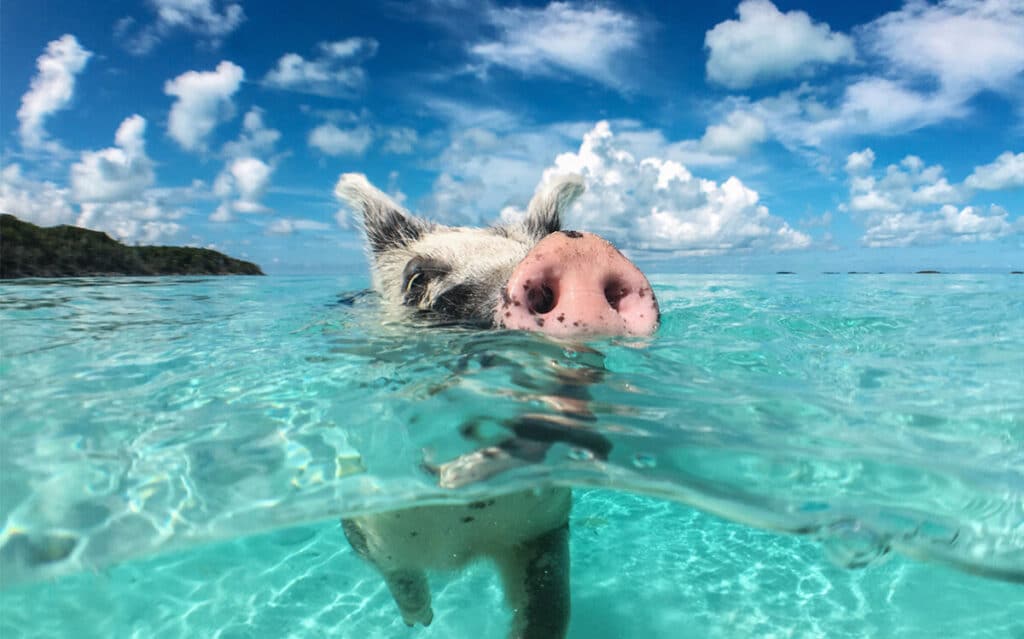 Everything You Must Know Before Visiting Pig Beach