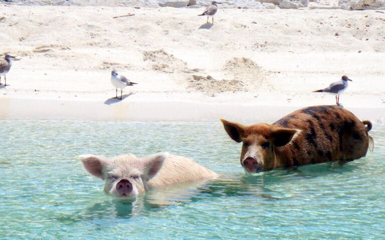 Everything You Must Know Before Visiting Pig Beach