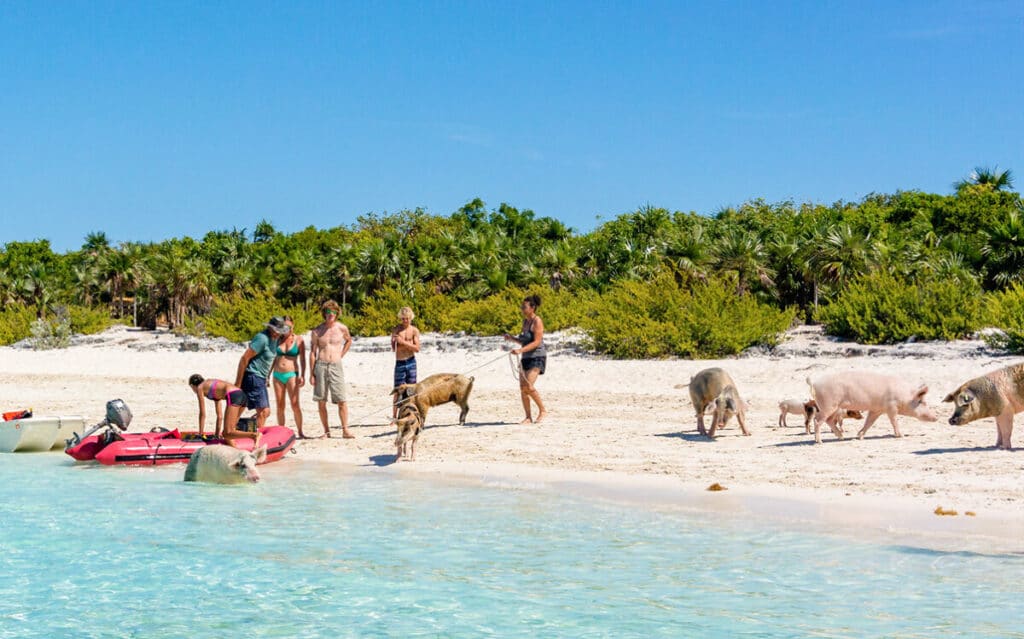 Everything You Must Know Before Visiting Pig Beach