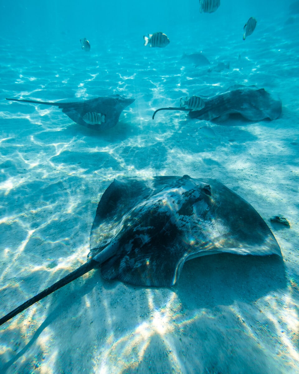 Ultimate Travel Guide to Moorea: French Polynesia's Most Underrated Island