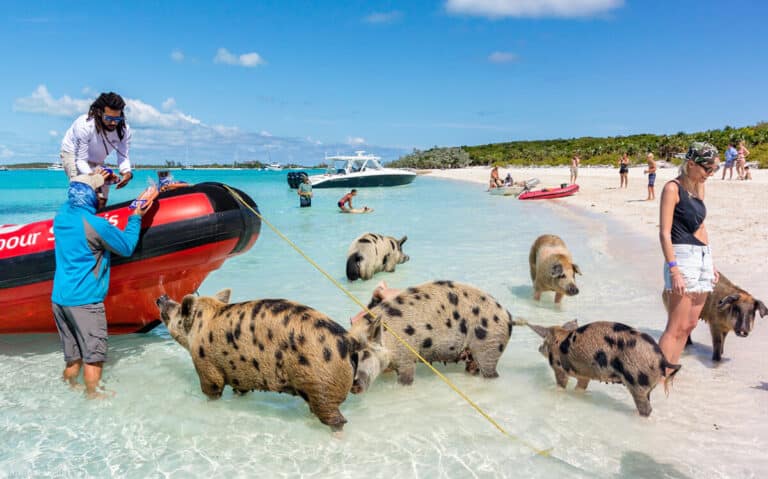 Everything You Must Know Before Visiting Pig Beach