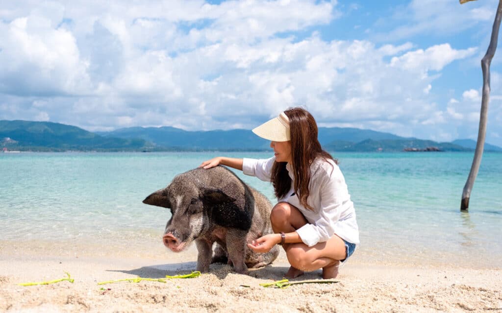 Everything You Must Know Before Visiting Pig Beach