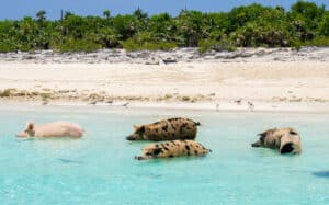 Everything You Must Know Before Visiting Pig Beach
