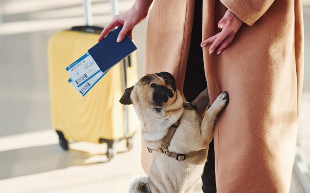 Flying Delta with a Dog: Top 6 Things to Know