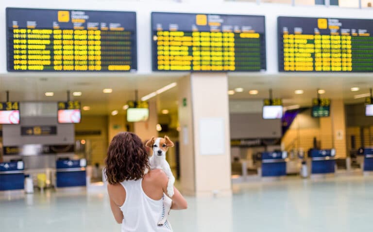Flying Delta with a Dog: Top 6 Things to Know