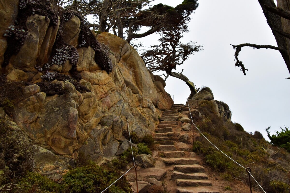 Ultimate Guide to Visiting Point Lobos State Natural Reserve in 2024