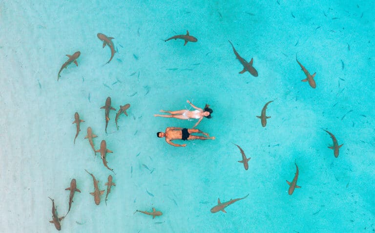 Is It Safe to Swim with Sharks in The Caribbean?