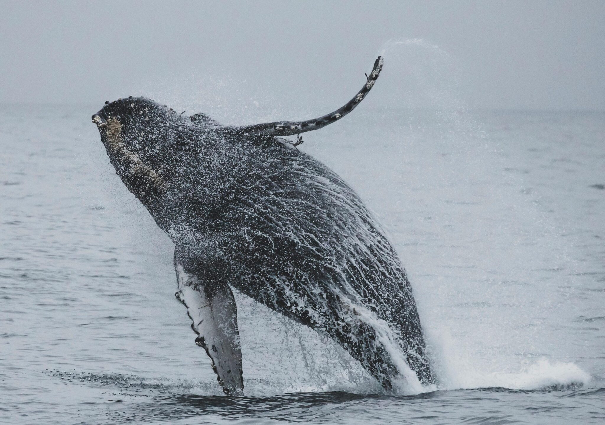 Ultimate Guide to Visiting Redondo Beach in 2025